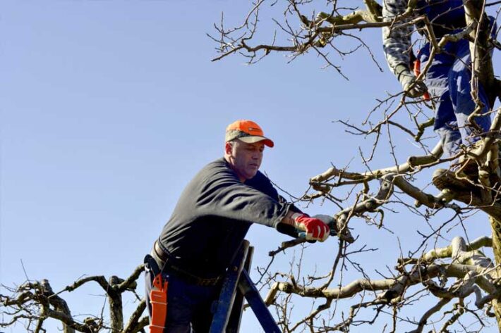 Arborist Salary Guide in US 2025 by State & Experience